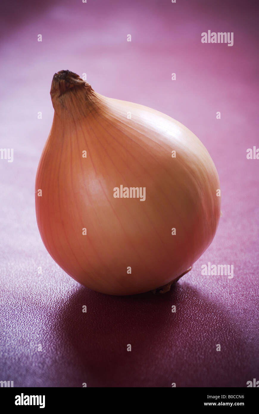 Onion Allium cepa Stock Photo - Alamy