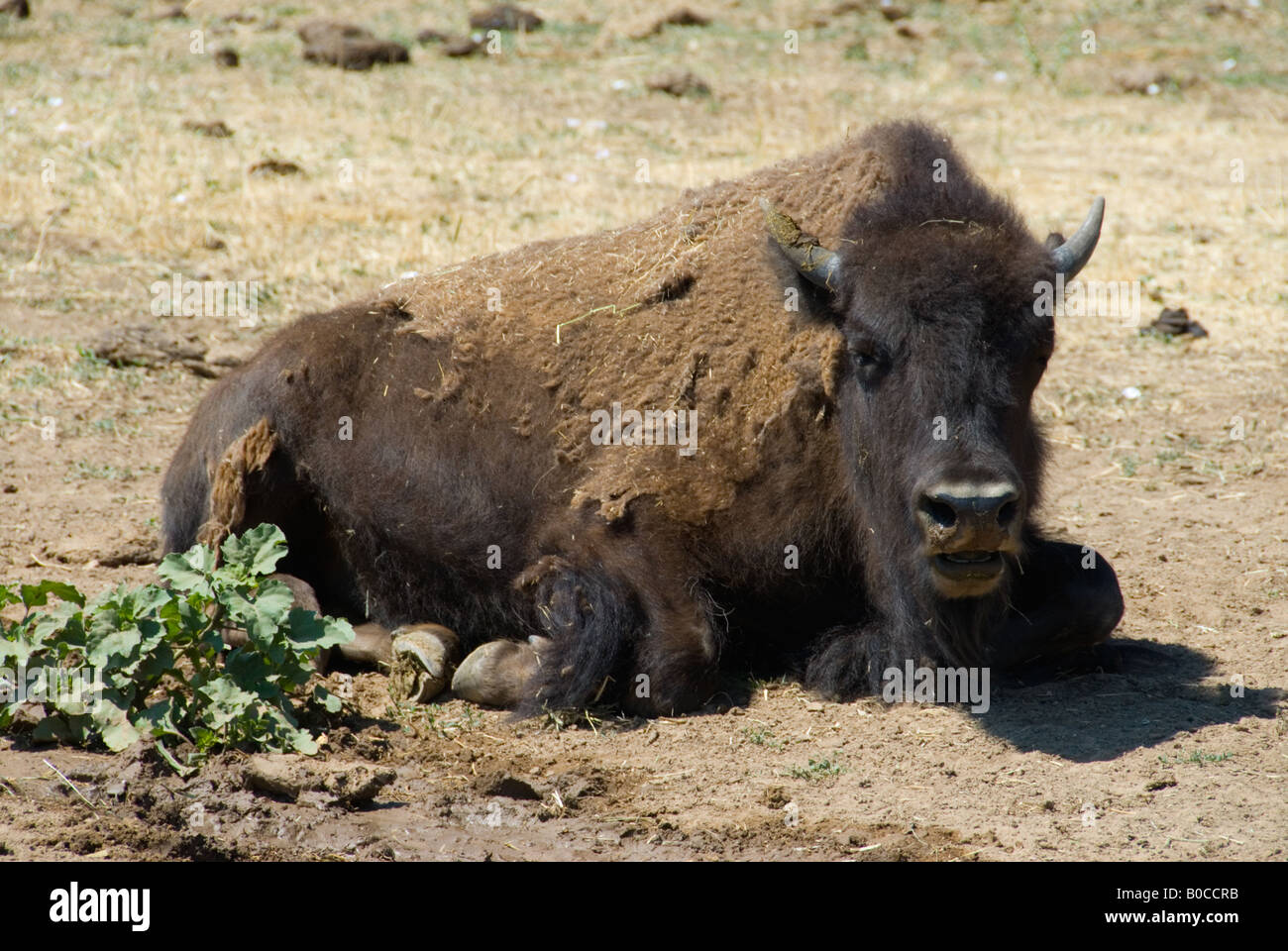 Molting bison hi-res stock photography and images - Alamy