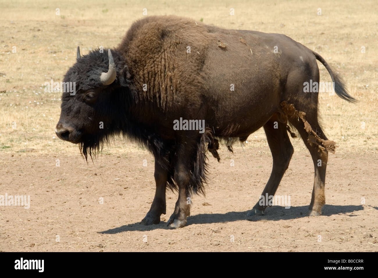 Buffalo hoof hi-res stock photography and images - Alamy