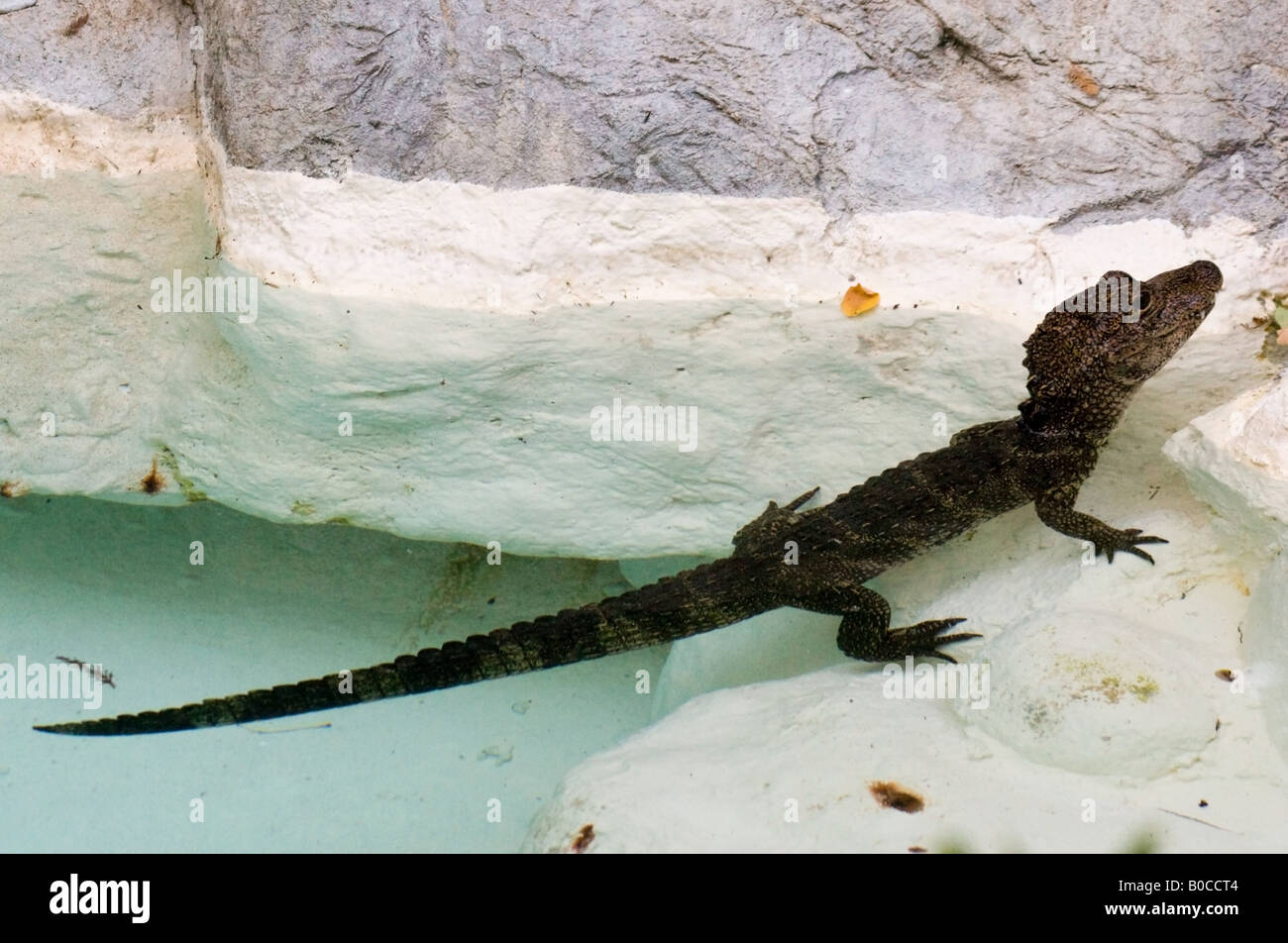 Baby alligator hatchling hi-res stock photography and images - Alamy