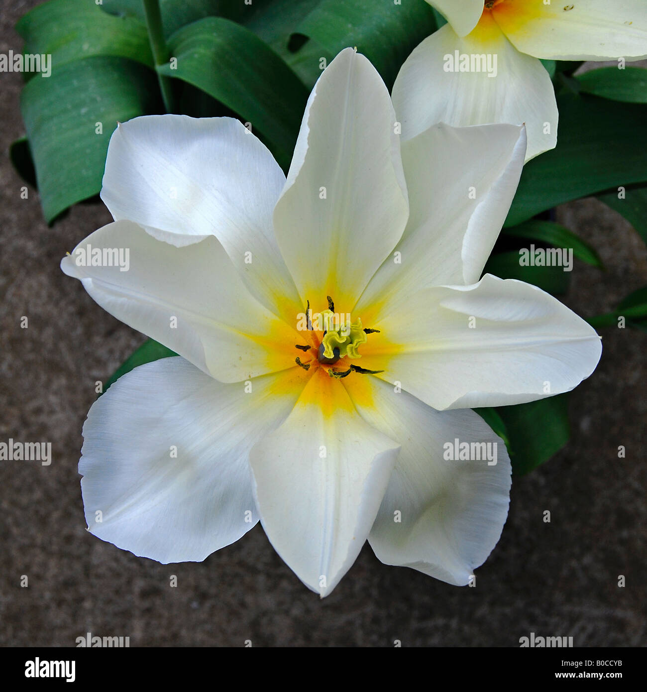 Tulipa 'Albion Star' Stock Photo - Alamy