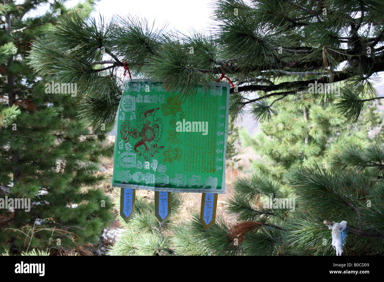 sacred tree in Tuvkhen monastery, Mongolia Stock Photo - Alamy