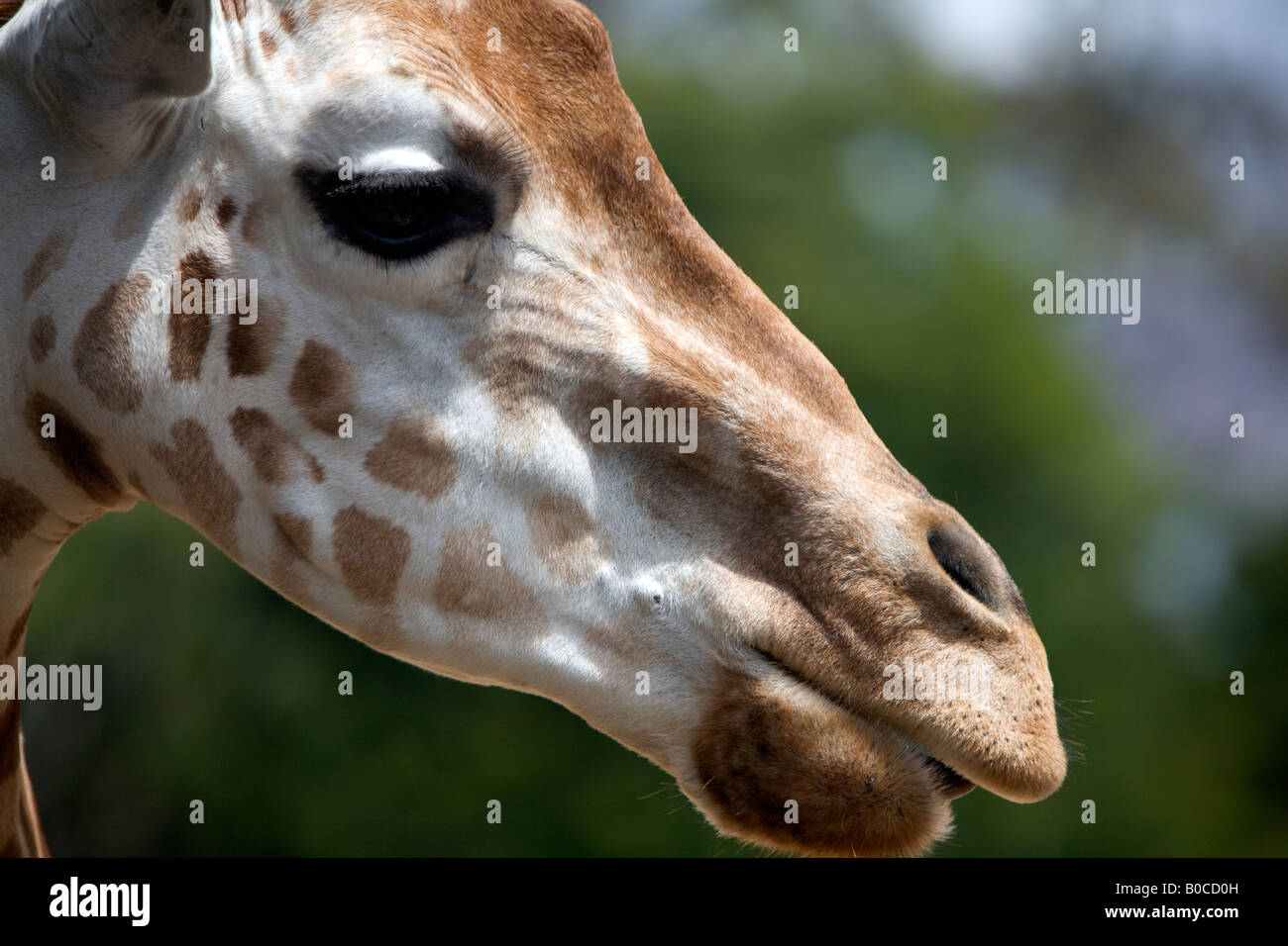portrait of a giraffe Stock Photo - Alamy