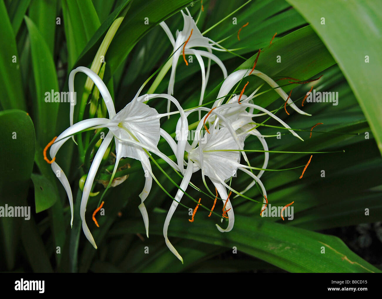 Hymenocallis littoralis hi-res stock photography and images - Alamy
