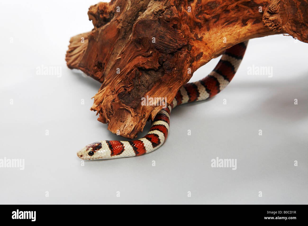 Crawling under tree hi-res stock photography and images - Alamy