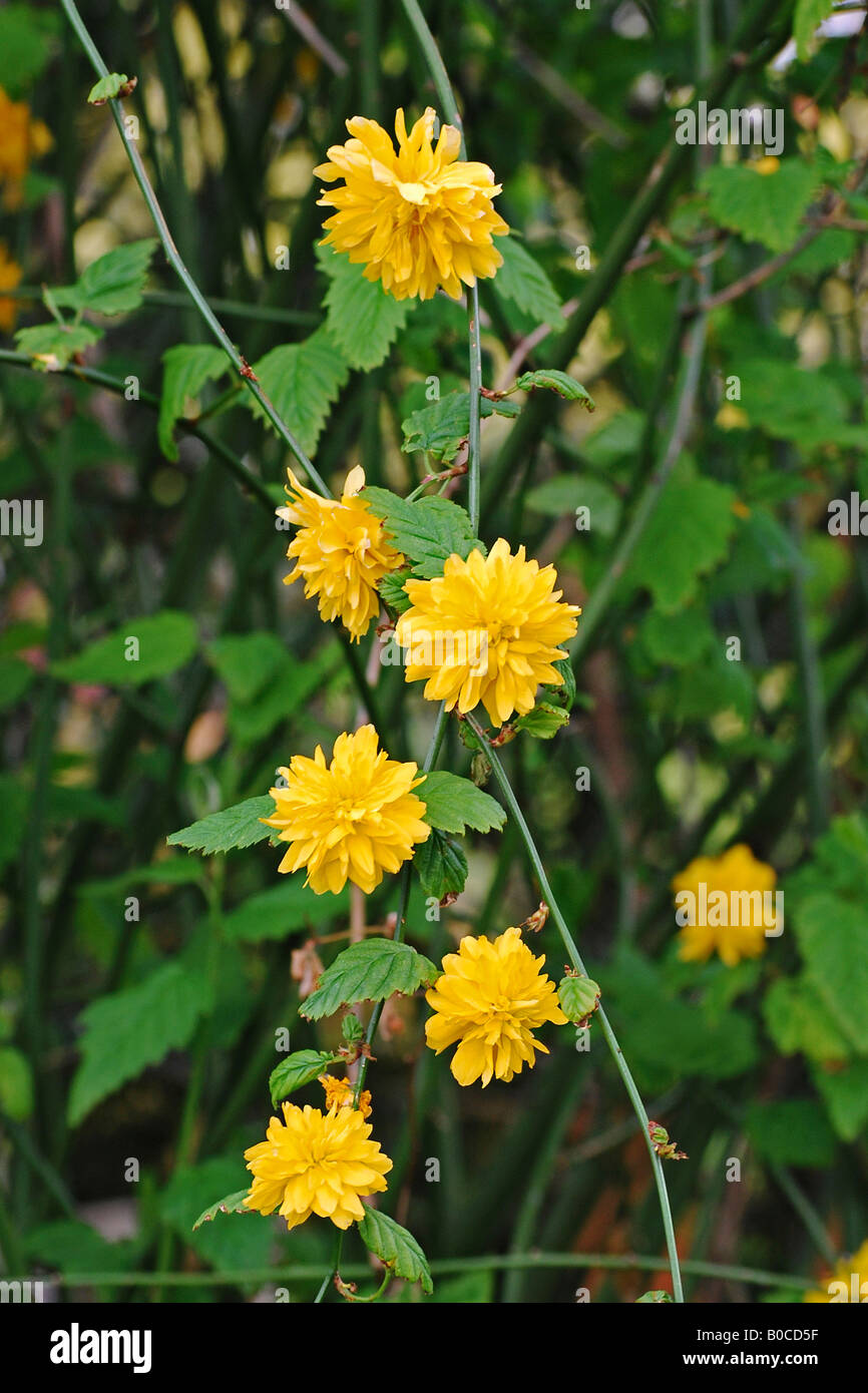 Kerria japonica pleniflora Stock Photo - Alamy