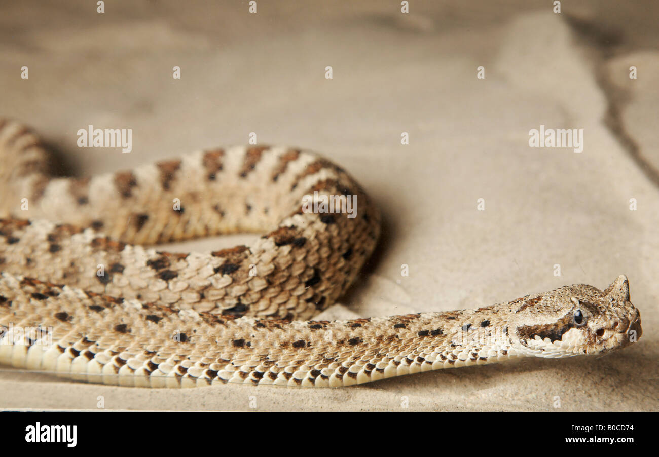 Desert Horned Viper Stock Photo - Alamy