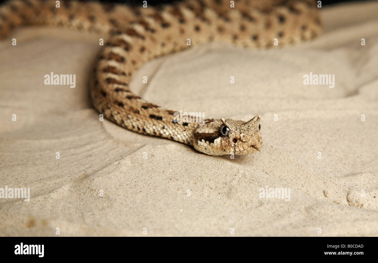 Desert Horned Viper Attack