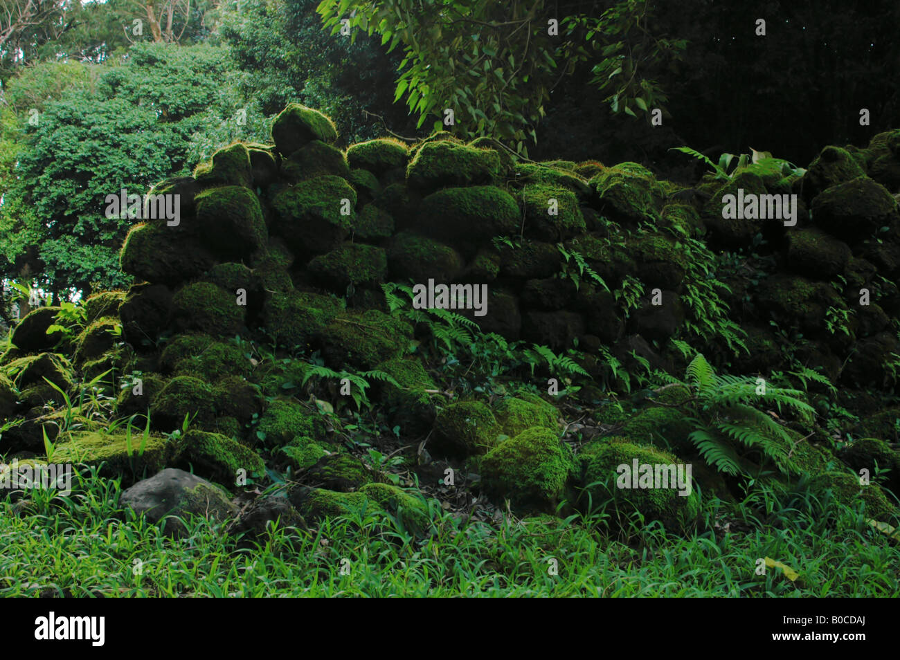 Moss on rocks hi-res stock photography and images - Alamy