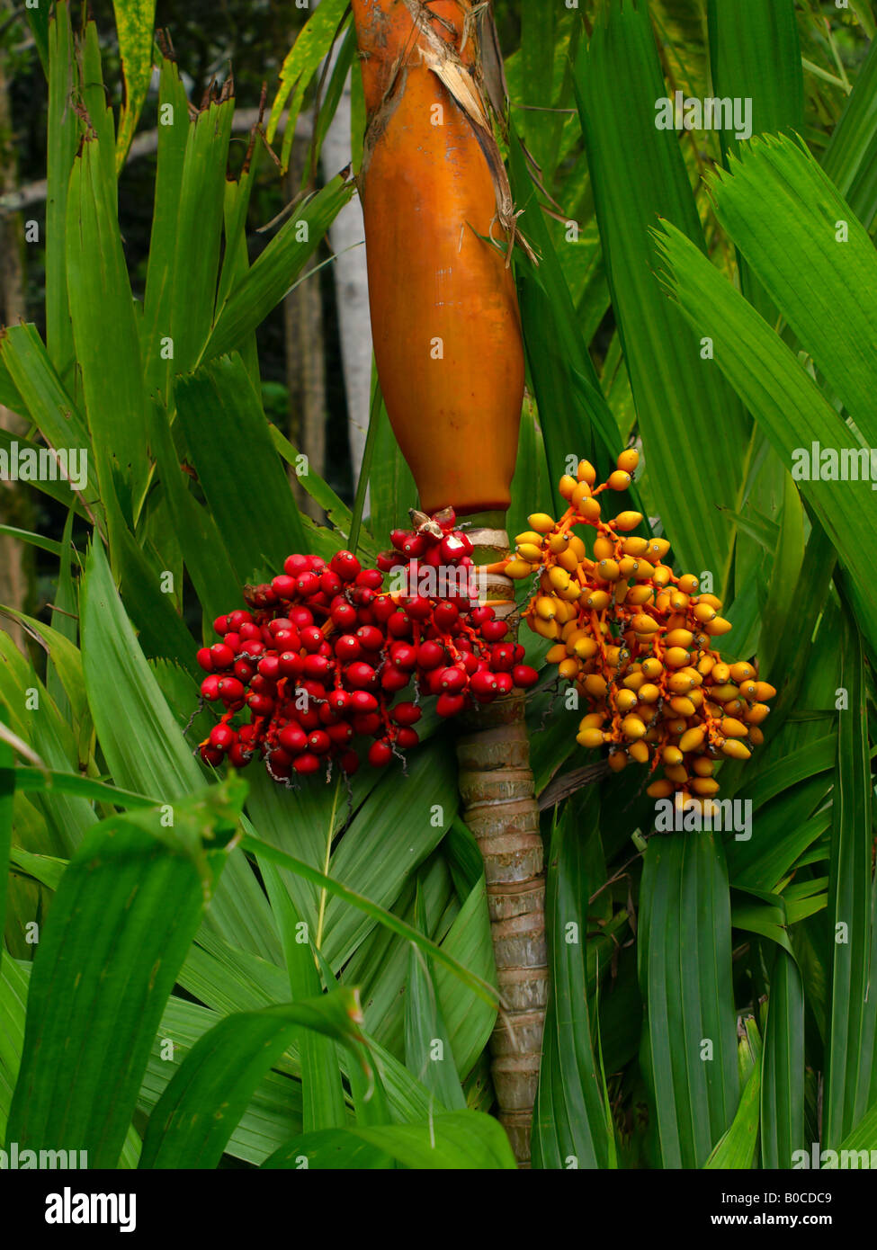 Palm tree colour hi-res stock photography and images - Alamy