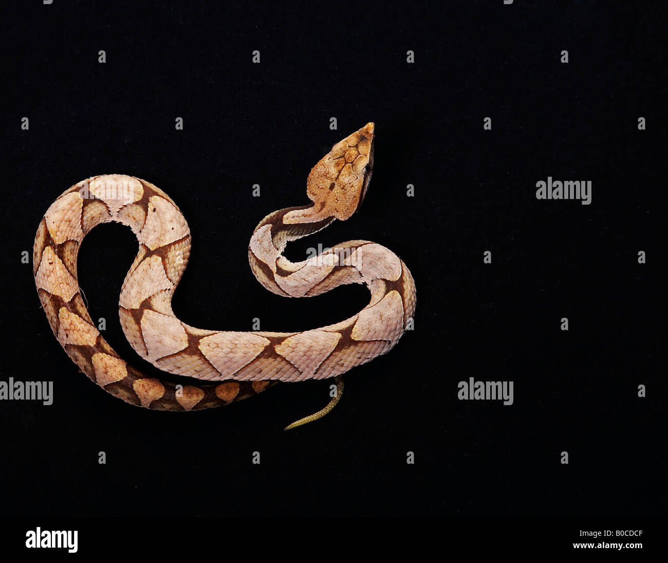Top view of Sharp Nose Viper Stock Photo - Alamy