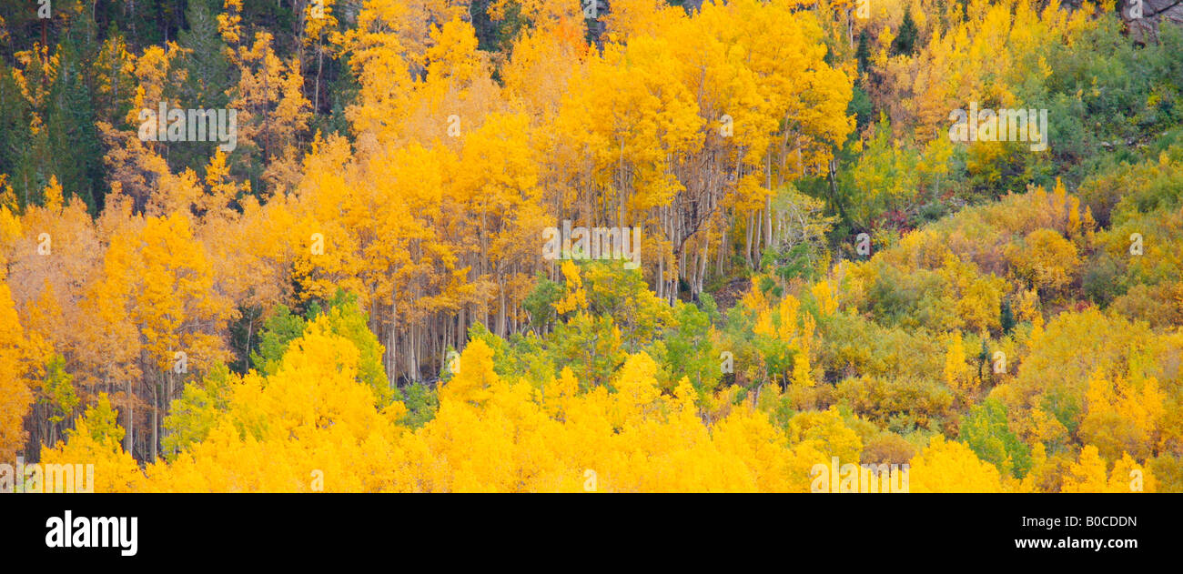 San Isabel National Forest, Colorado Stock Photo - Alamy