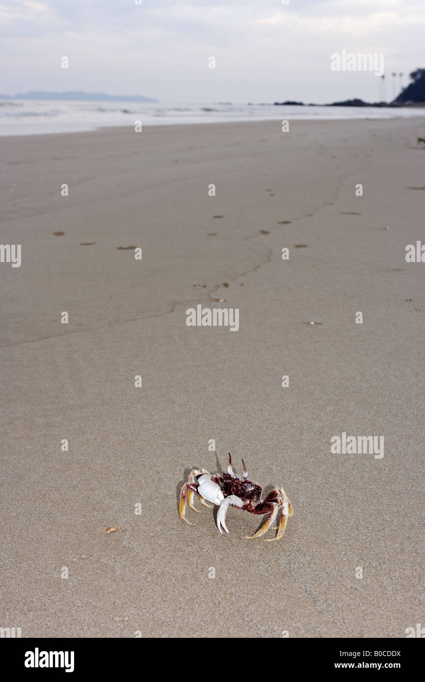 A crab on the shore of Chendering beach in Kuala Terengganu, Malaysia ...