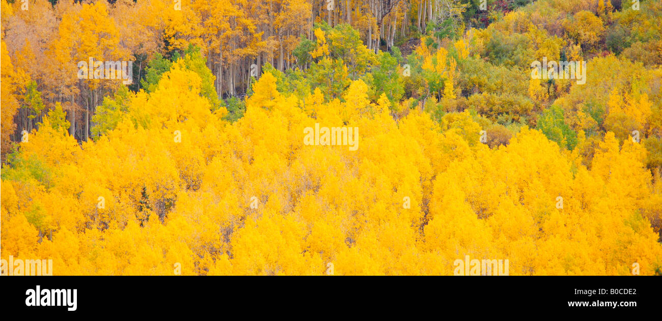 San Isabel National Forest, Colorado Stock Photo - Alamy