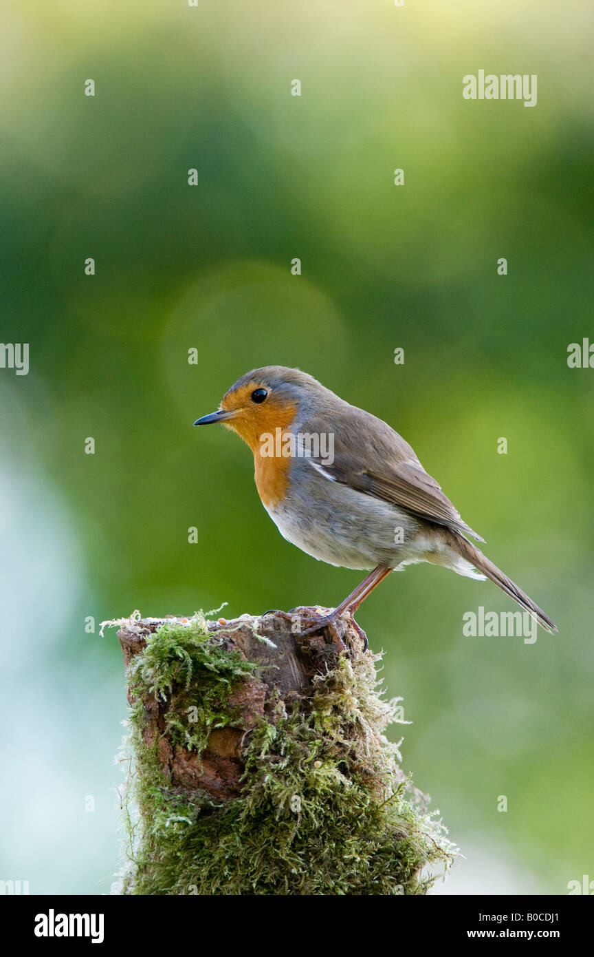 Erithacus rubecula. Robin on a moss covered post Stock Photo - Alamy