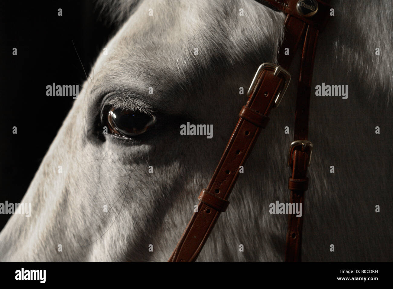 The grey horse portrait in dark stable Stock Photo - Alamy