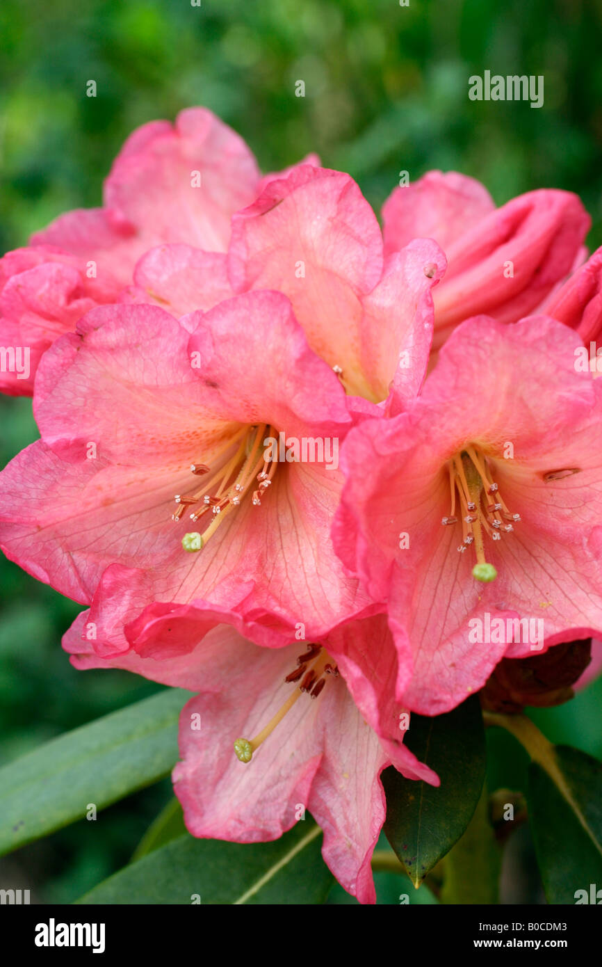 RHODODENDRON SEPTEMBER SONG Stock Photo - Alamy