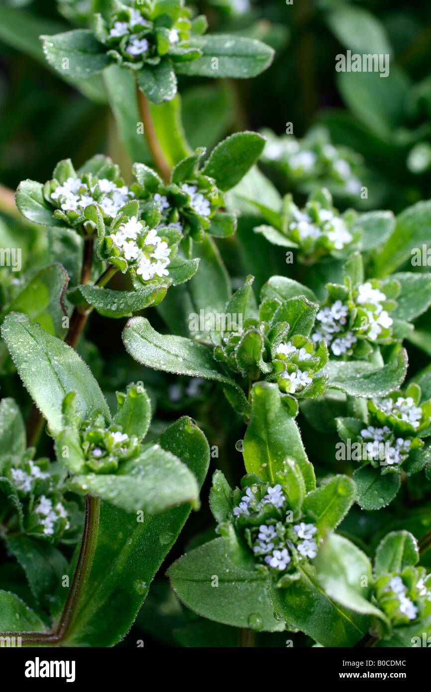 Valerianella locusta hi-res stock photography and images - Alamy