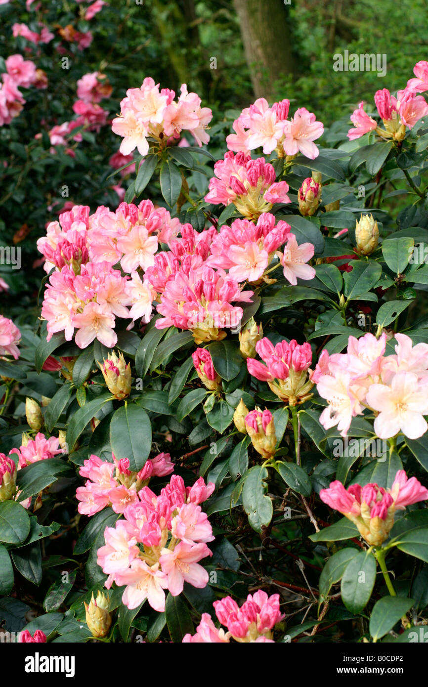Rhododendron percy wiseman hi-res stock photography and images - Alamy