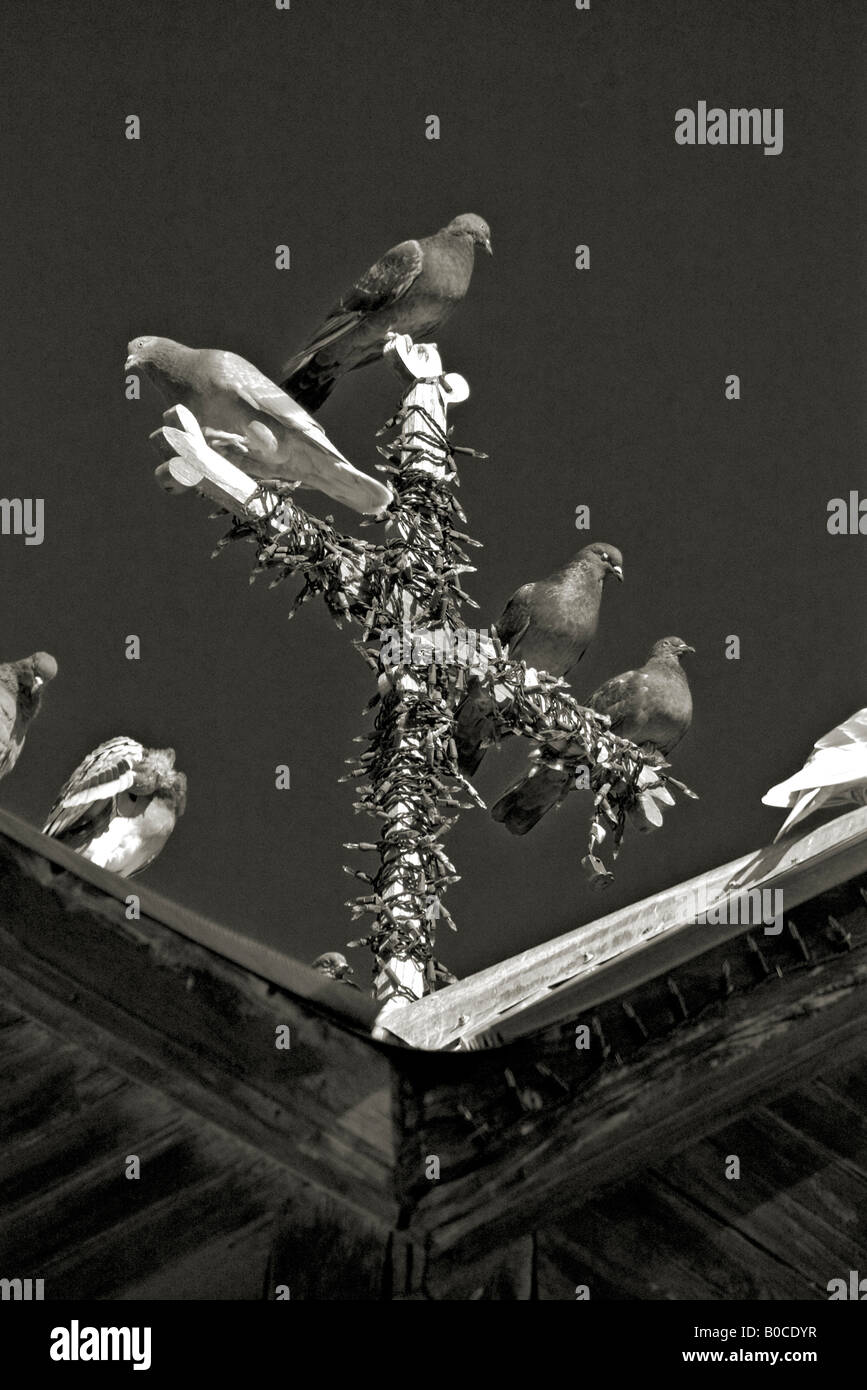Birds cross hi-res stock photography and images - Alamy