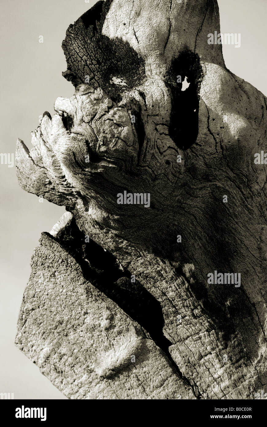 Unusual tree branch Stock Photo - Alamy