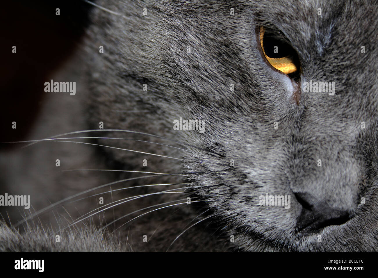 Cat looking ahead, closeup with very sharp eye detail Stock Photo - Alamy