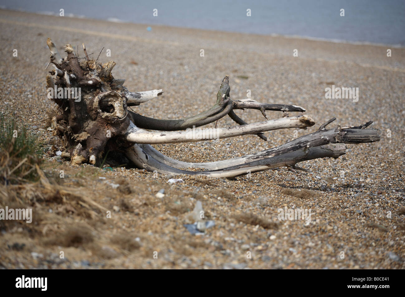 Dead tree on the beach at Dunwich, Suffolk. Probably washed from the ...