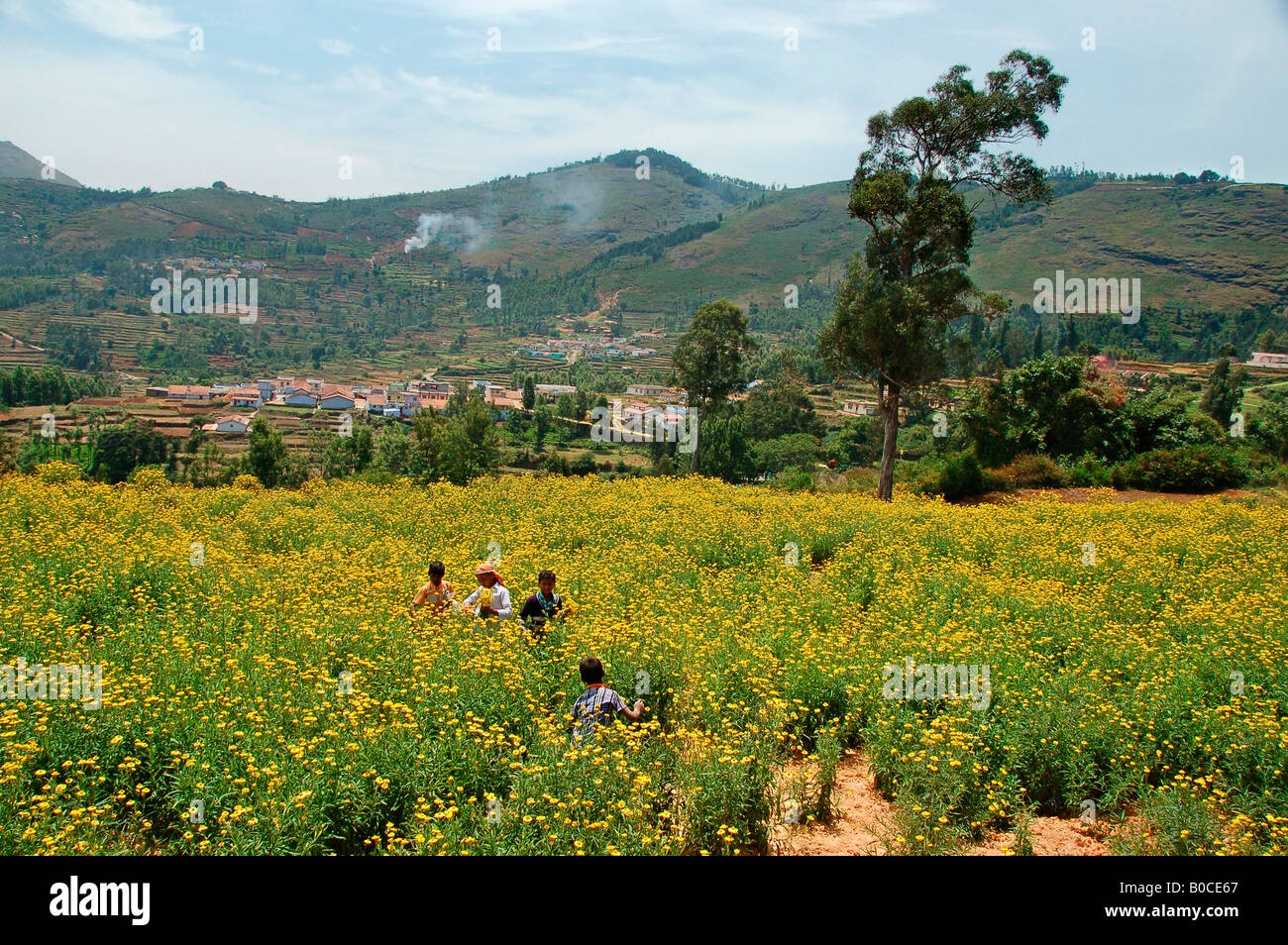 Botanical gardens at ooty hi-res stock photography and images - Alamy