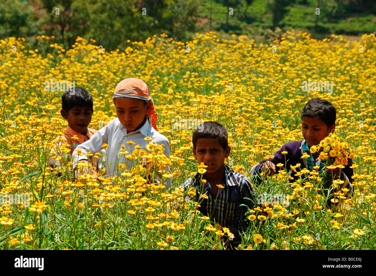 Boys collecting Flowers ,Ooty Stock Photo - Alamy