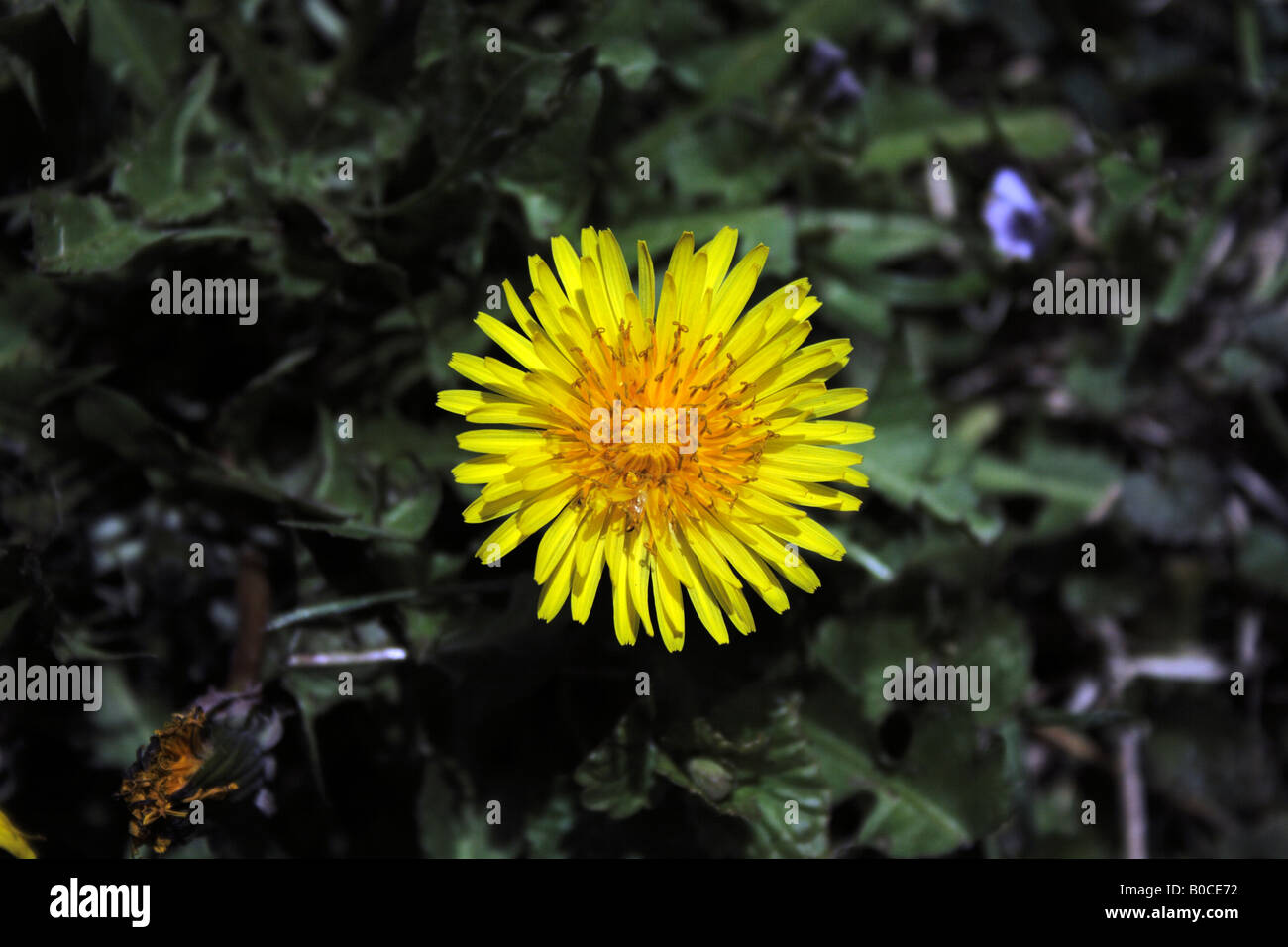Radiating flower hi-res stock photography and images - Alamy