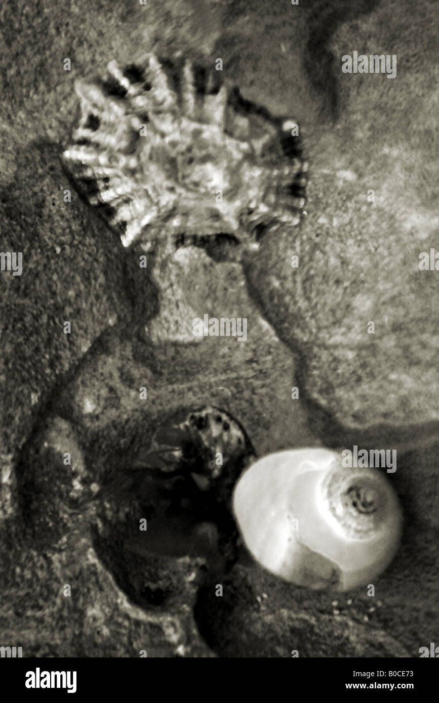 Shells on a rock Stock Photo - Alamy