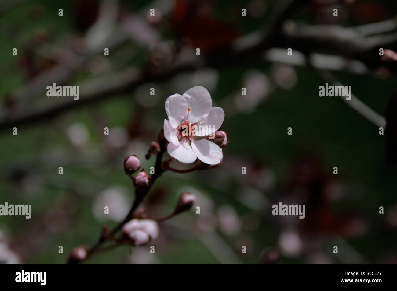 White pinkish flower hi-res stock photography and images - Alamy