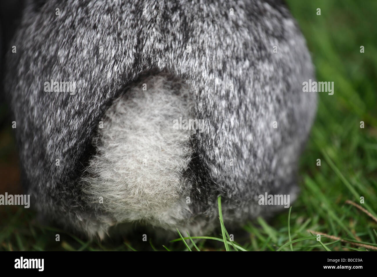 Bunny tail hi-res stock photography and images - Alamy