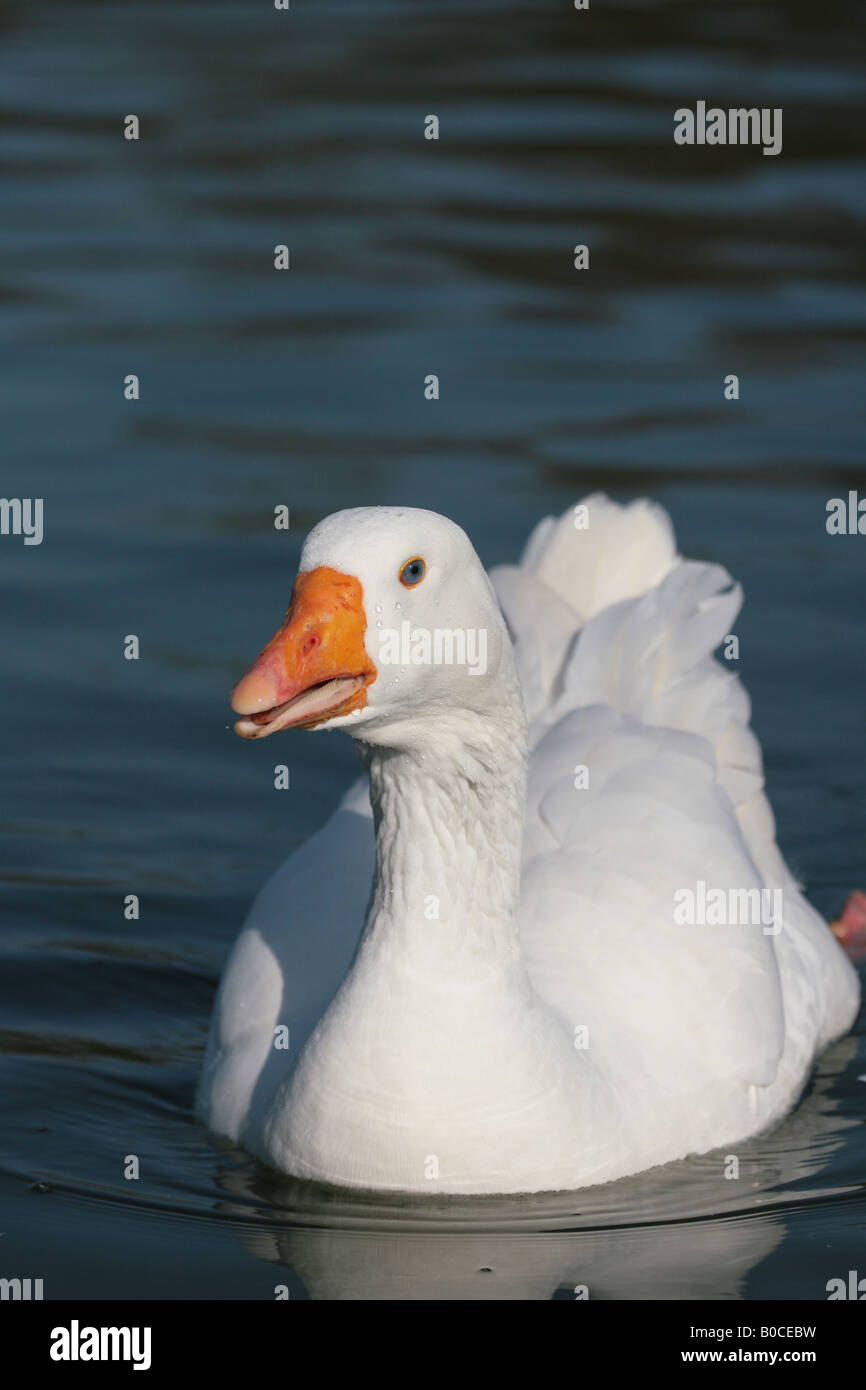 Farmyard goose hi-res stock photography and images - Alamy