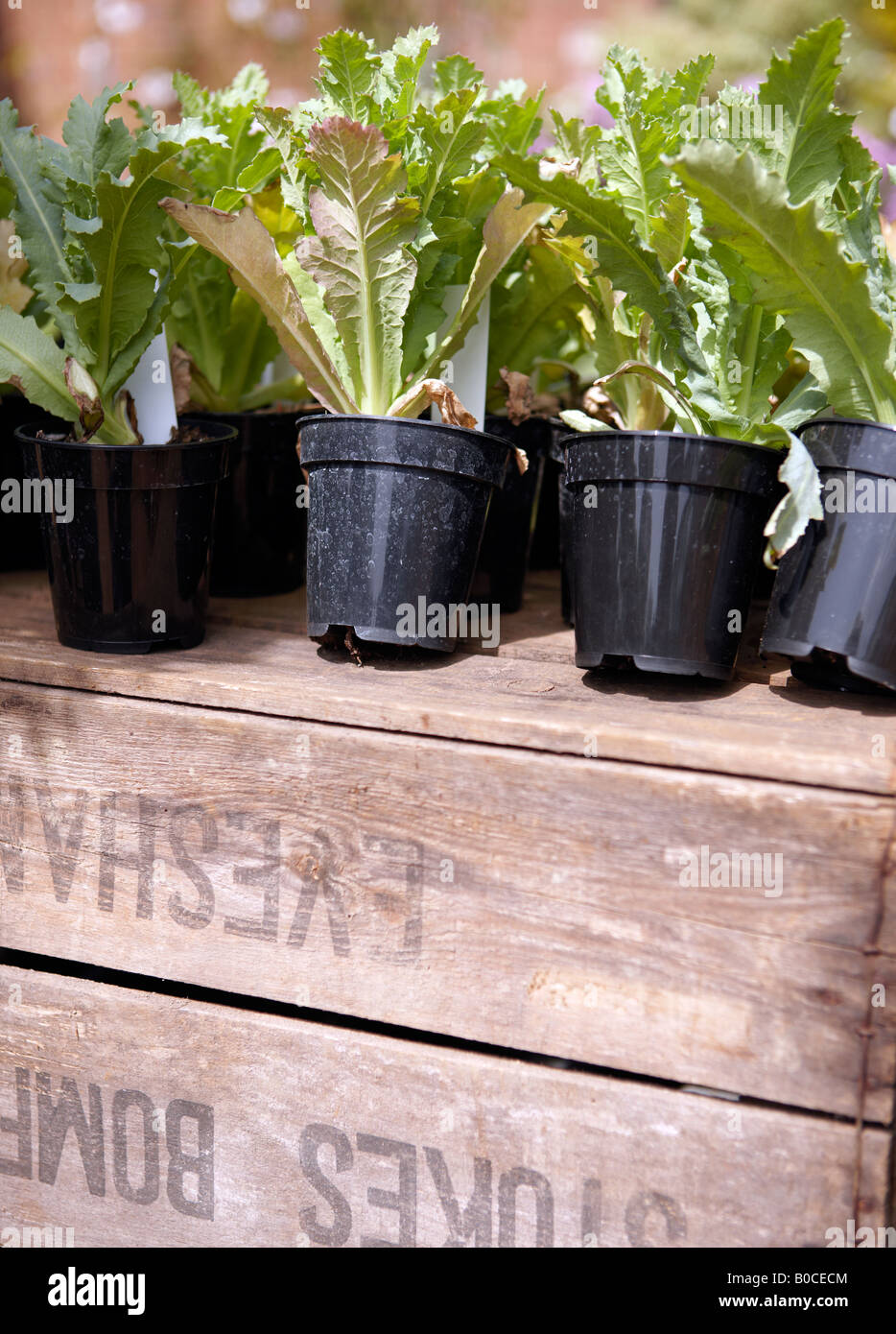 Weeds plant pot hi-res stock photography and images - Alamy