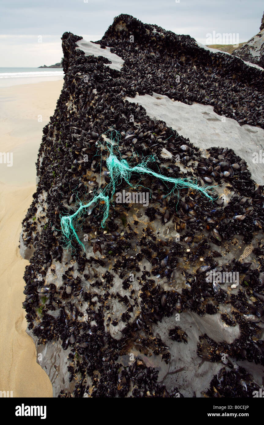 Flotsam (blue nylon fishing line or net) caught on mussels shells on ...