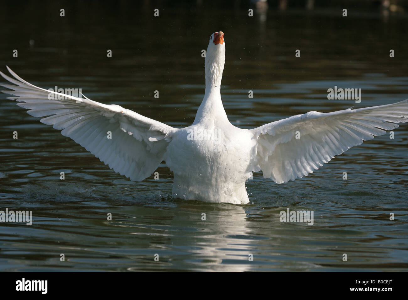 White goose stretching its wings Stock Photo - Alamy