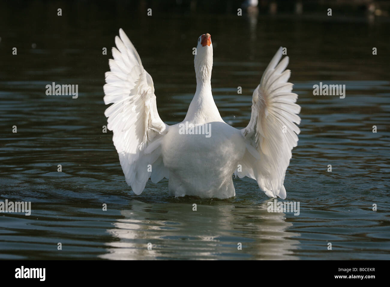 White goose stretching its wings Stock Photo - Alamy