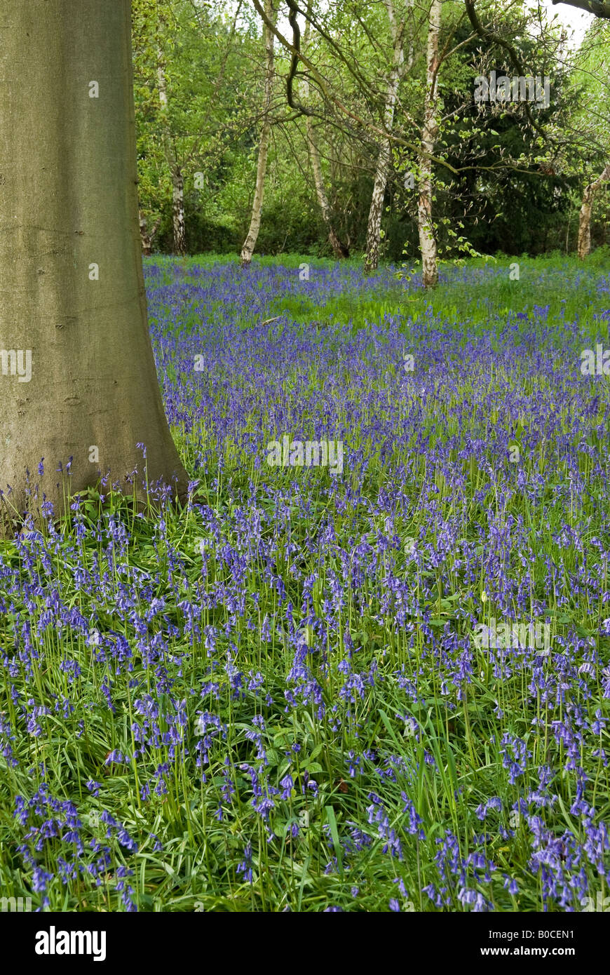 Native English Bluebells Stock Photo - Alamy