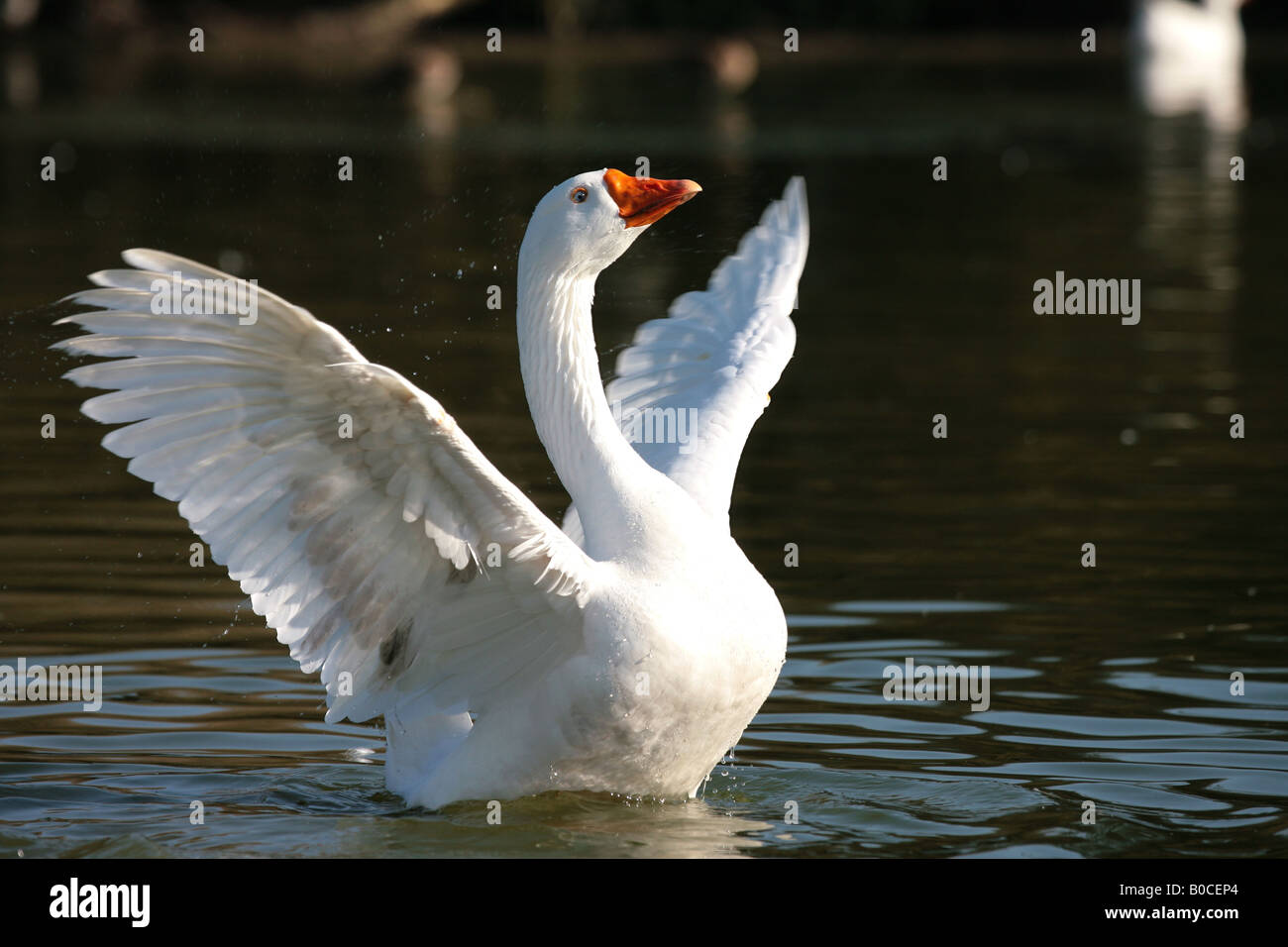 White goose stretching its wings Stock Photo - Alamy