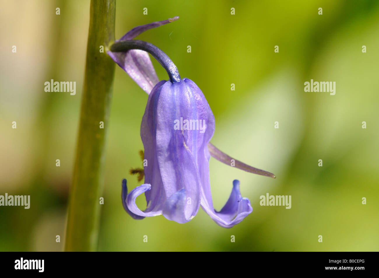 Bluebell walks hi-res stock photography and images - Alamy