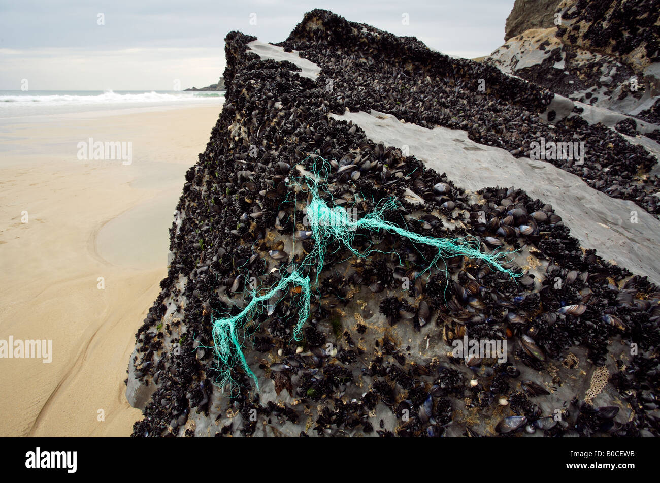 Shells on rocks hi-res stock photography and images - Alamy