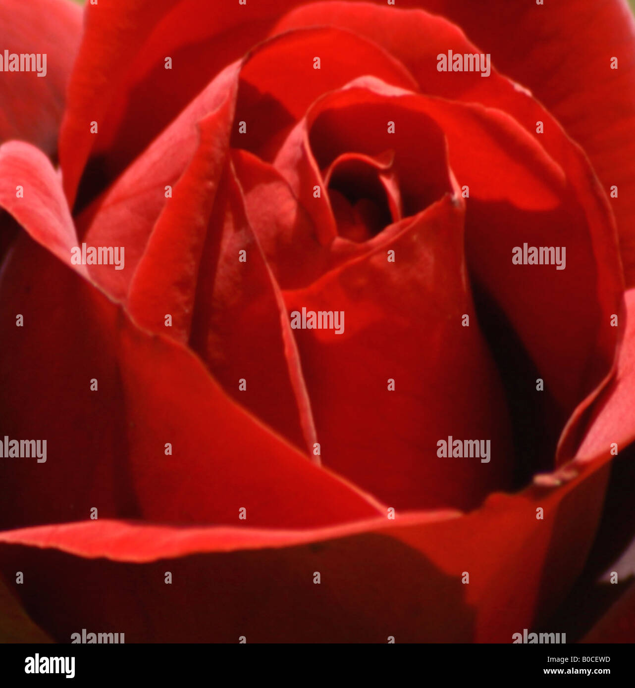 A Red Rose Stock Photo - Alamy