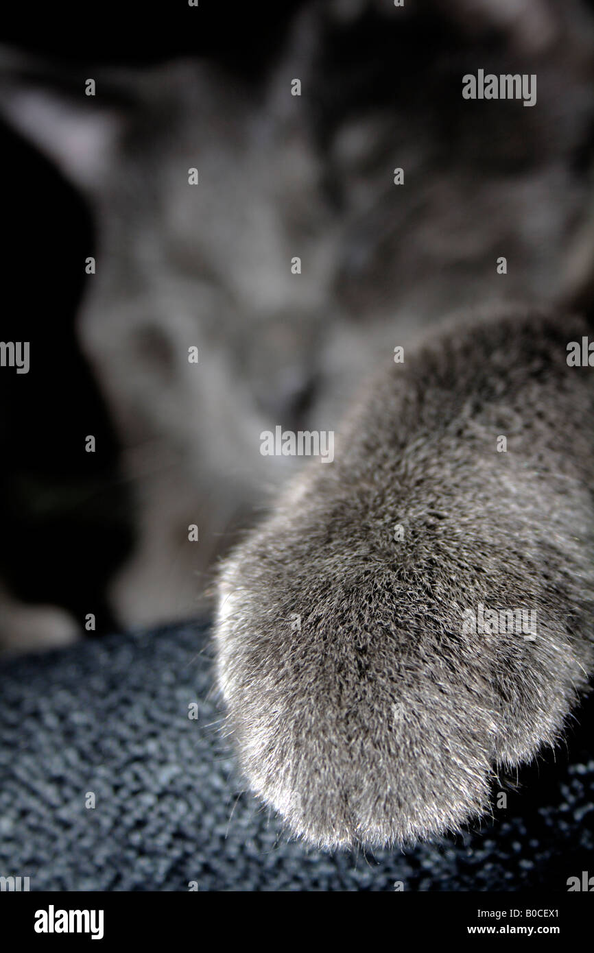Cat's paw on a fabric edge Stock Photo - Alamy