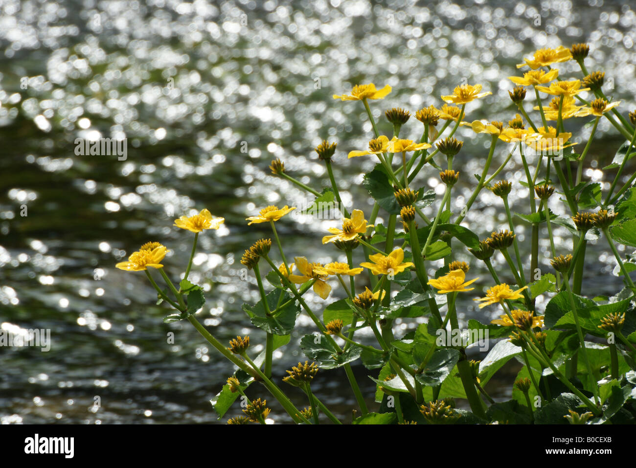 River side flowers Stock Photo - Alamy