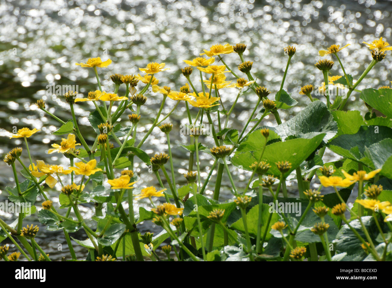 River side flowers Stock Photo - Alamy
