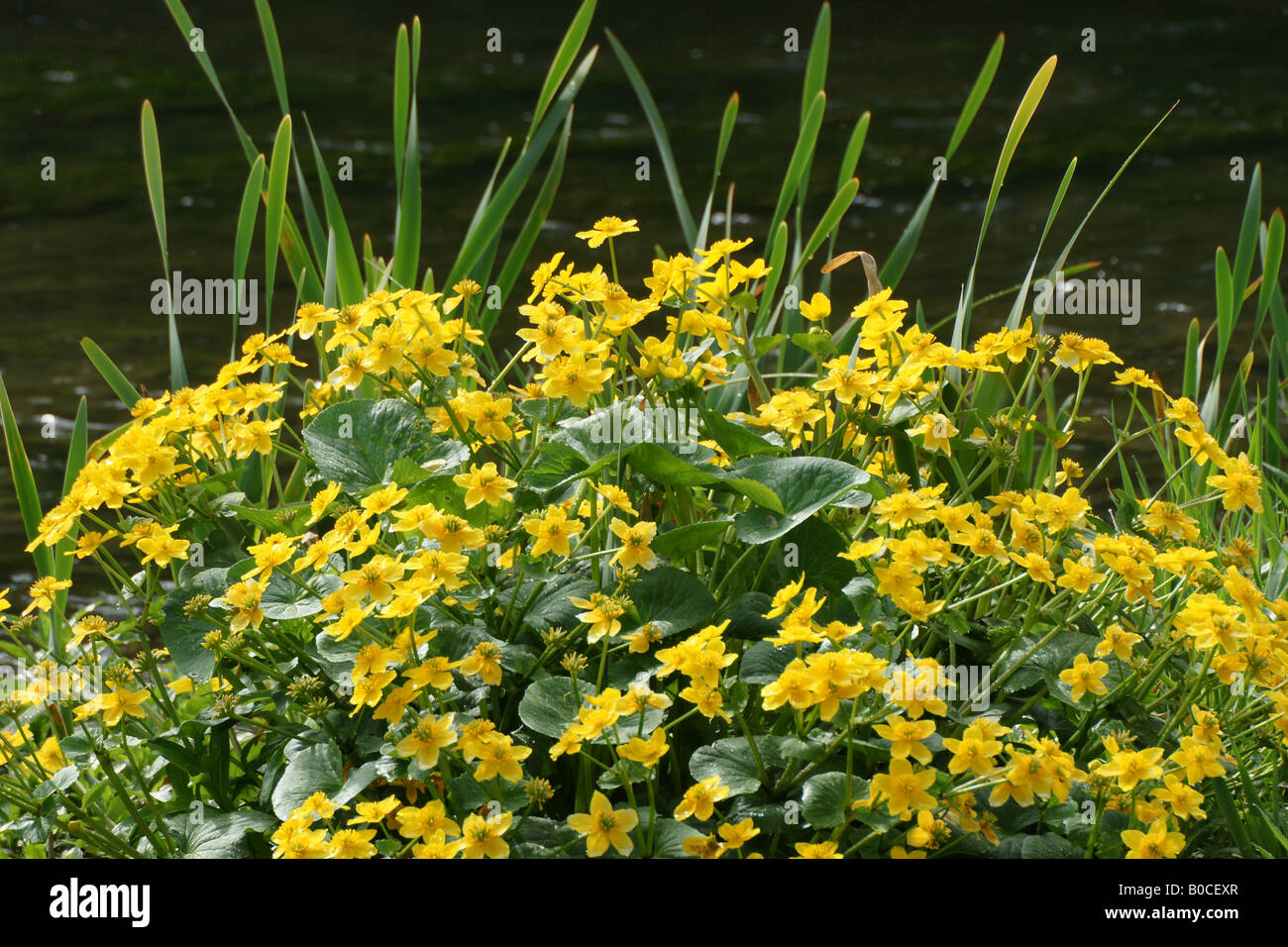 River side flowers Stock Photo - Alamy
