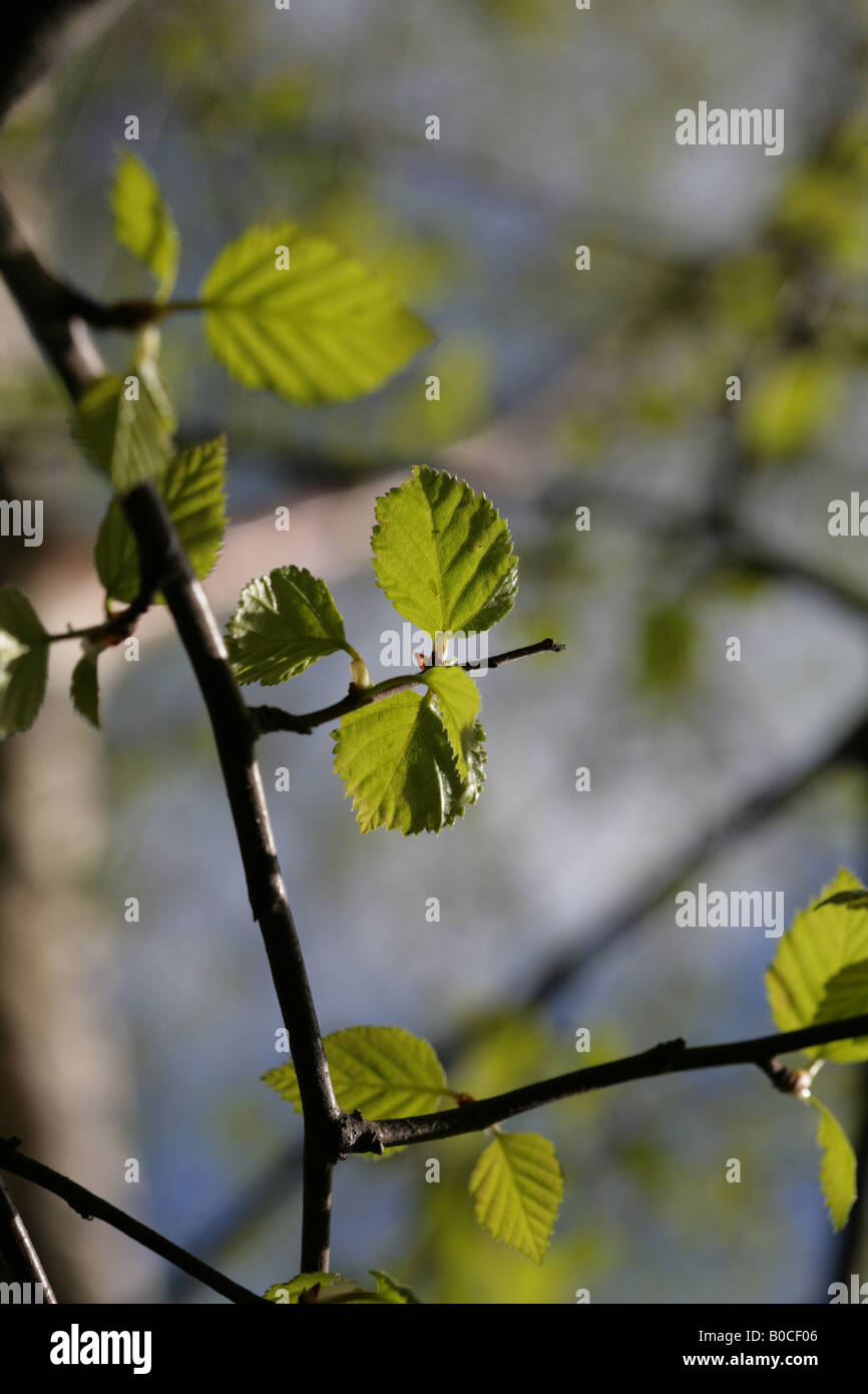 Silver Birch Tree, Betula pendula, leaves emerging in spring.Cheshire ...