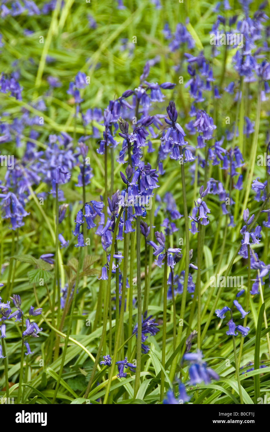 Native English Bluebells Stock Photo - Alamy