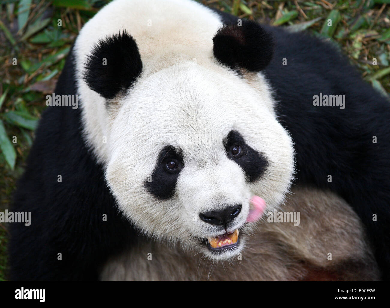 Panda bear hi-res stock photography and images - Alamy